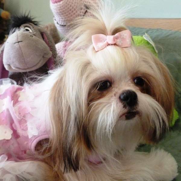 Shih Tzu Puppies for Sale & Breeders Near Me | Pets4You