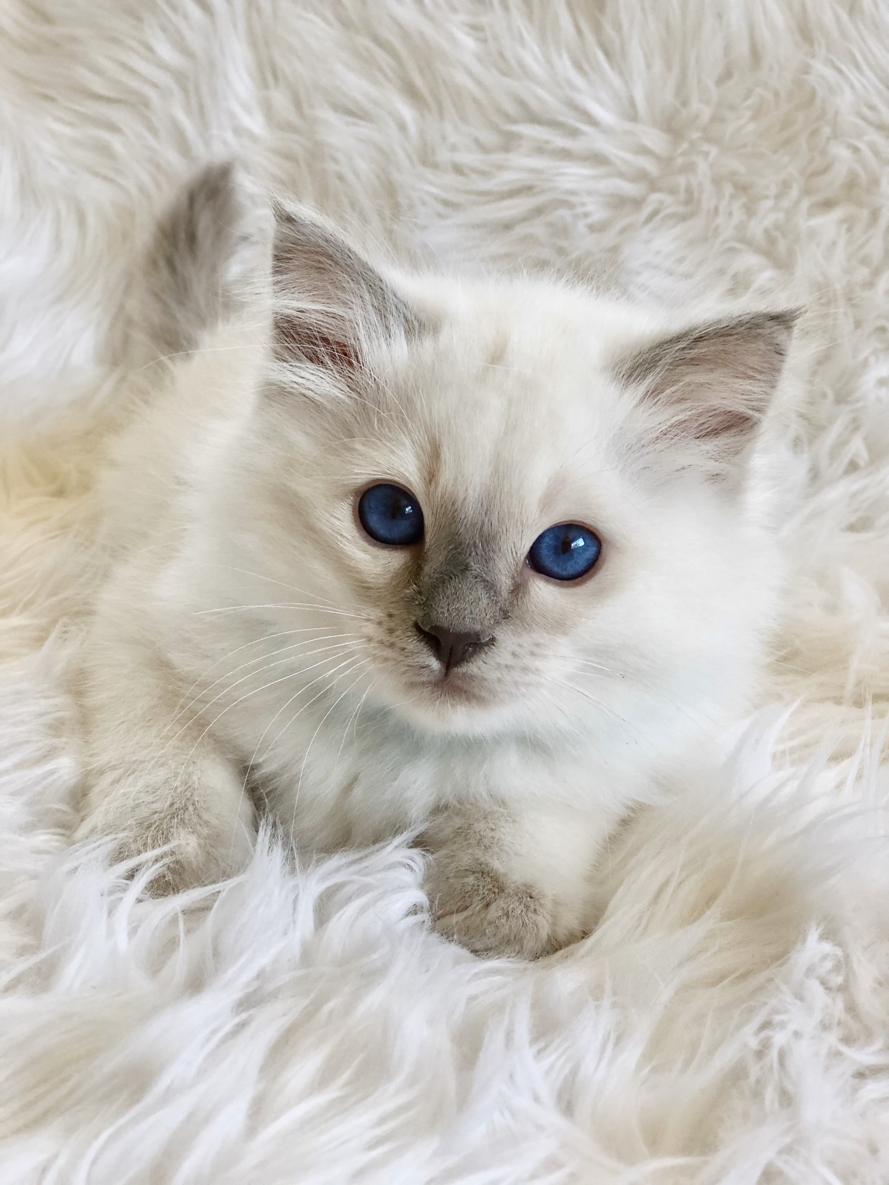 Find Balinese Cat Breeders Near Me | Pets4You